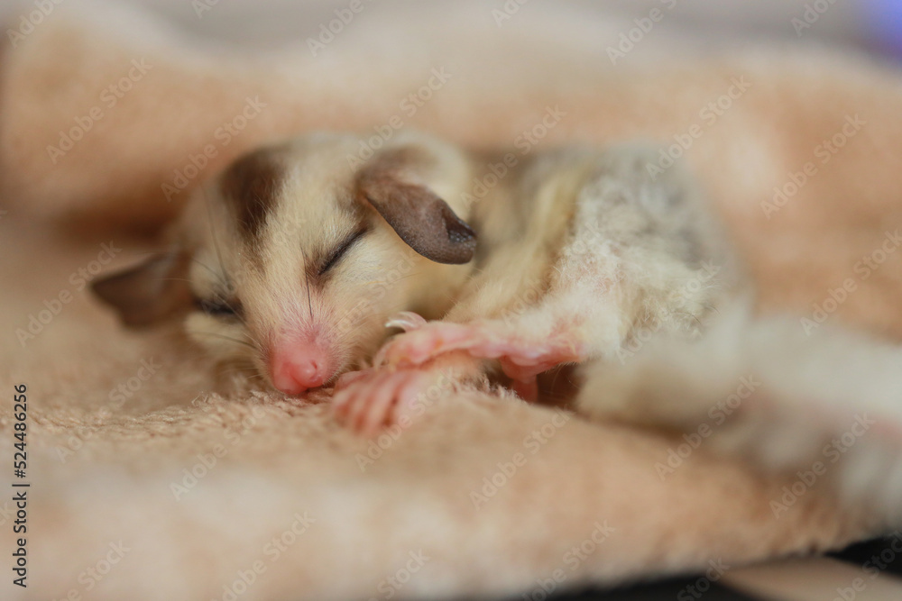 Sugar Glider Brown