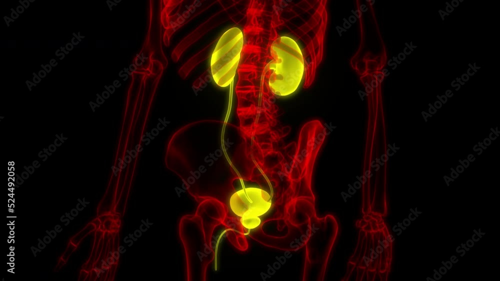 Human Urinary System Kidneys with Bladder Anatomy Animation Concept ...