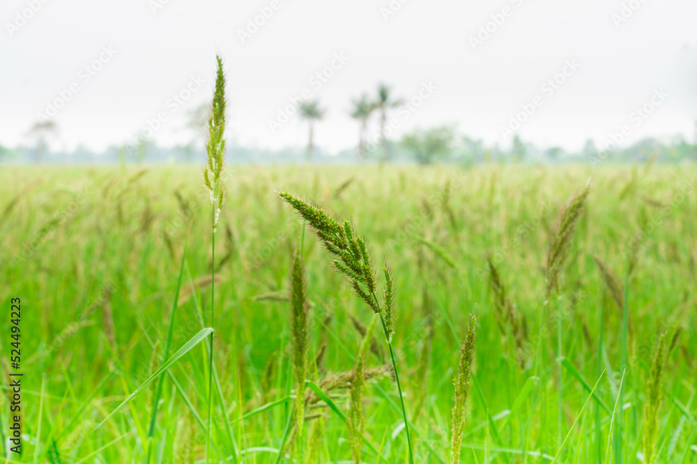 Oryza granulata ,Bird rice grass, weeds in tropical rice fields in ...
