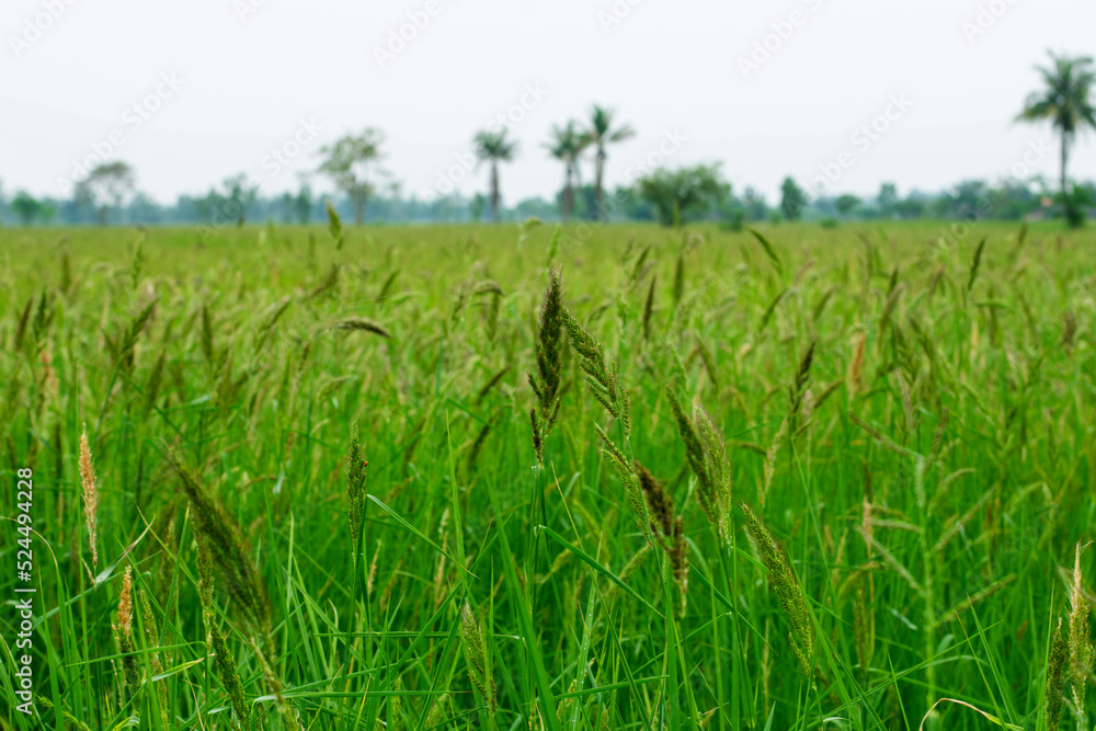 Oryza granulata ,Bird rice grass, weeds in tropical rice fields in ...