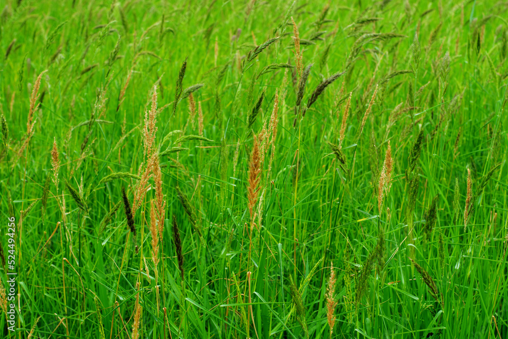 Oryza granulata ,Bird rice grass, weeds in tropical rice fields in ...