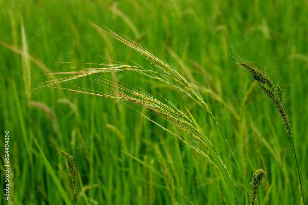 Oryza granulata ,Bird rice grass, weeds in tropical rice fields in ...