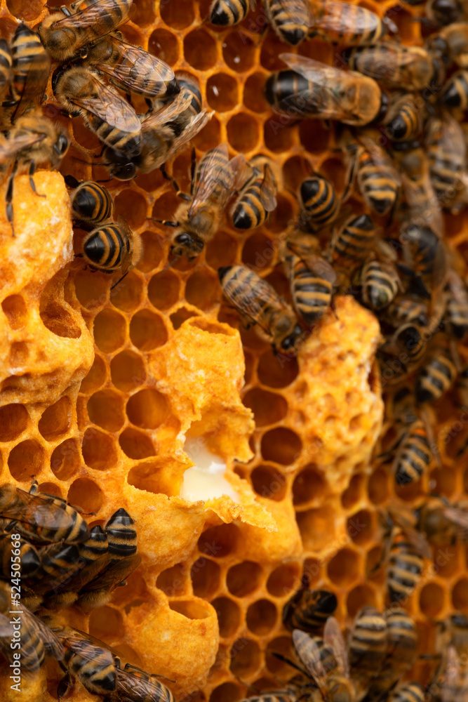 Royal jelly in the royal jelly. Bees work next to the larva of the ...
