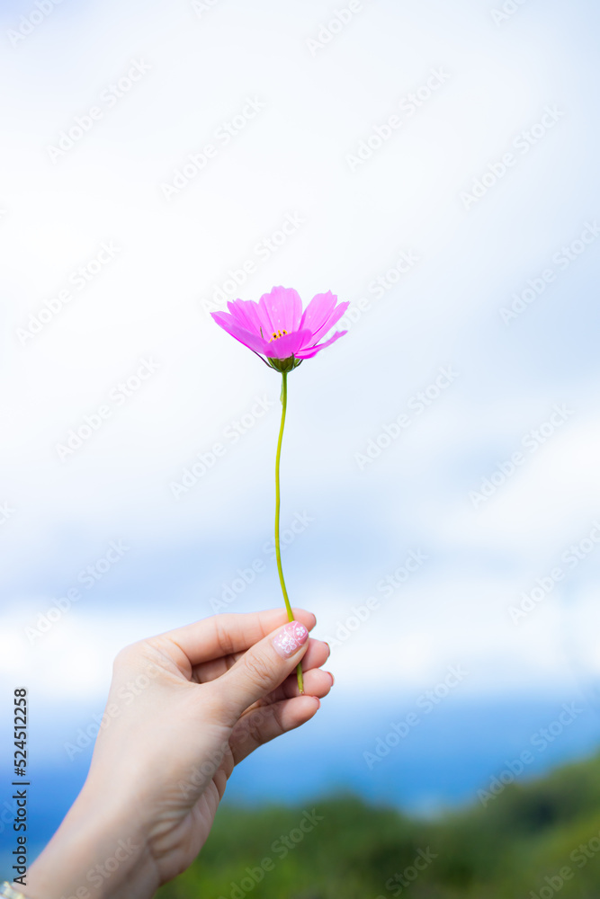 Womans Hand Holding Flower