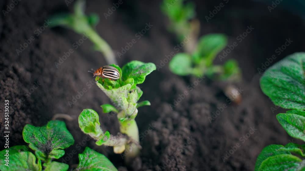 Close-up of an adult Colorado potato beetle on young potato plants ...