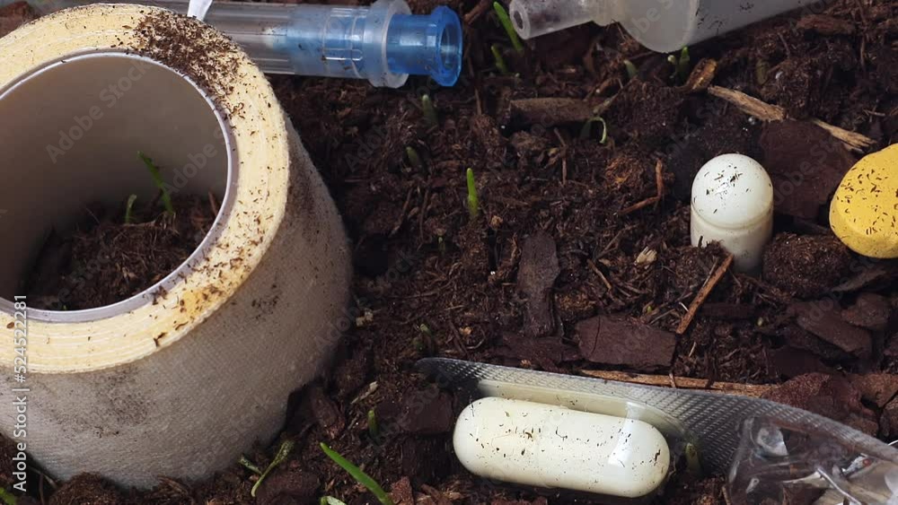 Dirty pills and syringes are lying on the forest ground where grass is ...