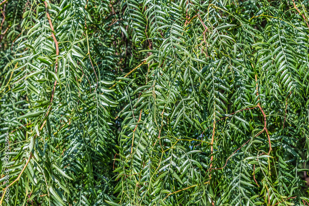 Peruvian pepper foliage texture. Natural leaf pattern of the Schinus ...