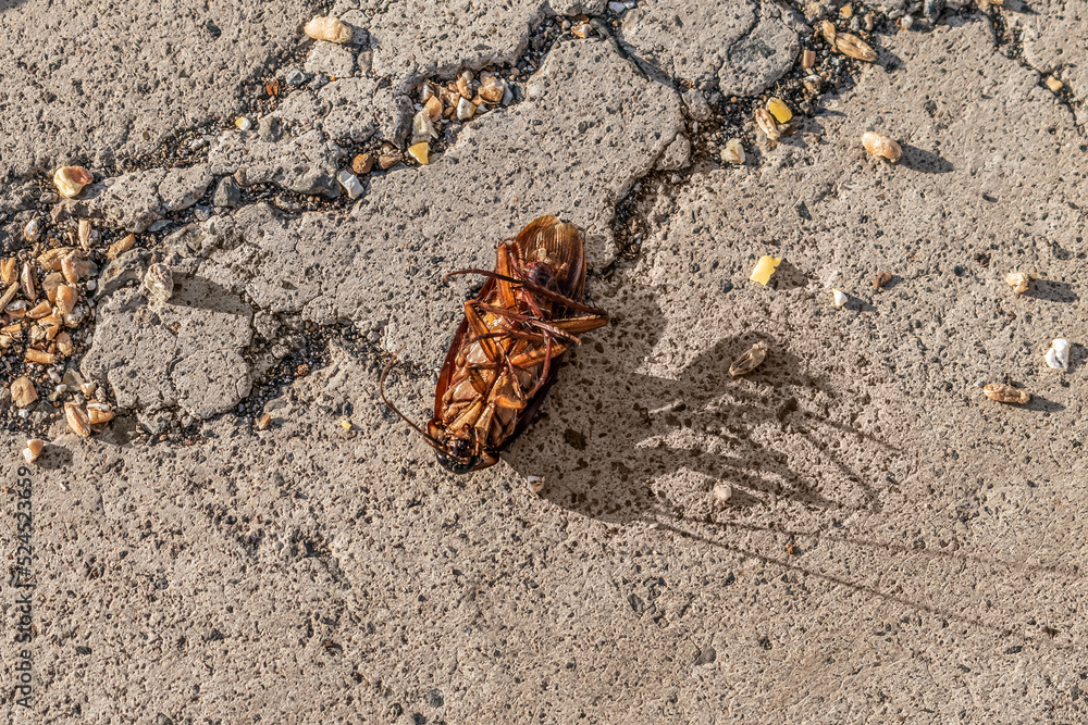 American cockroach lies on its back on the road in the port of Santa ...