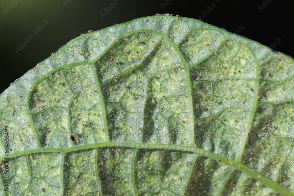 Tetranychus urticae (red spider mite or two-spotted spider mite) is a ...