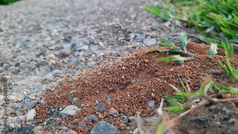 Colony of ants. Ants are making their home and Digging the soil from ...