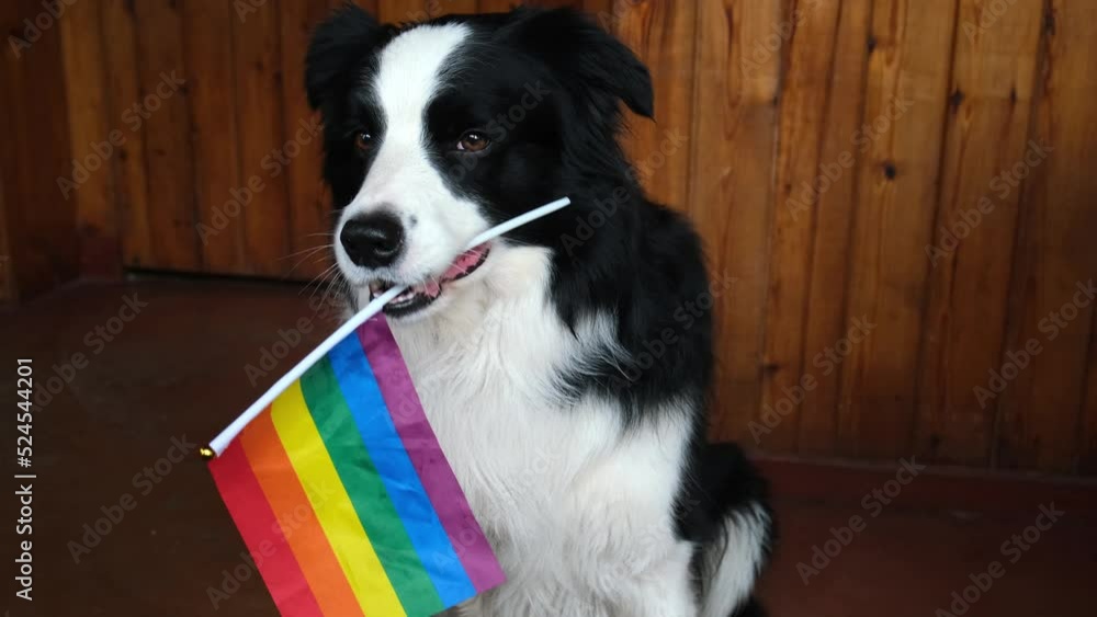 Funny cute puppy dog border collie holding LGBT rainbow flag in mouth ...