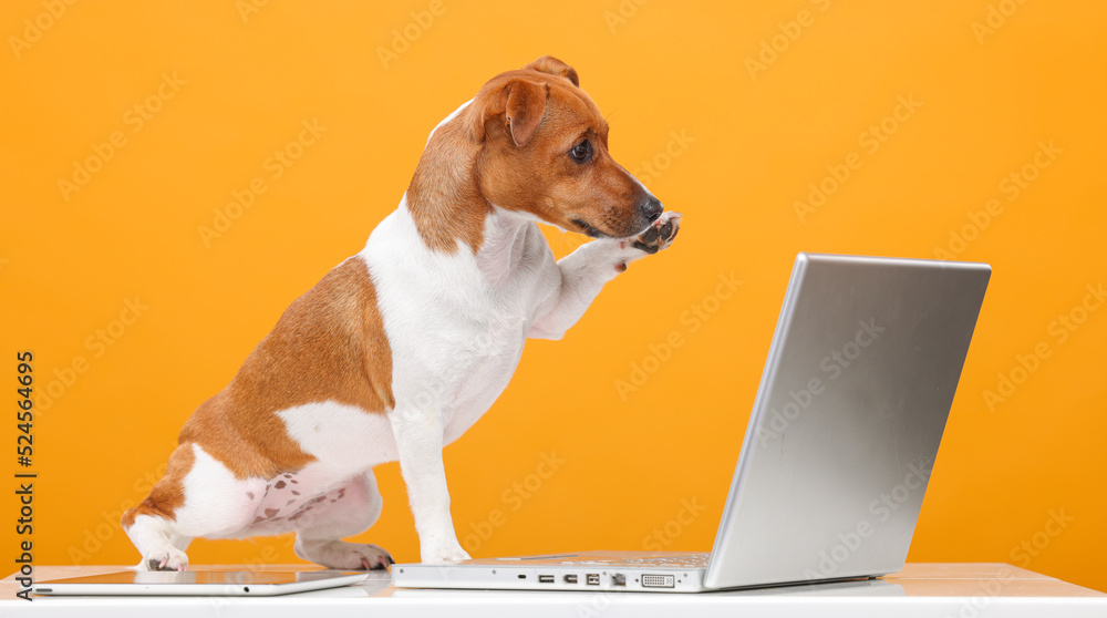 handsome jack russell terrier portrait.beautiful dog with laptop on ...