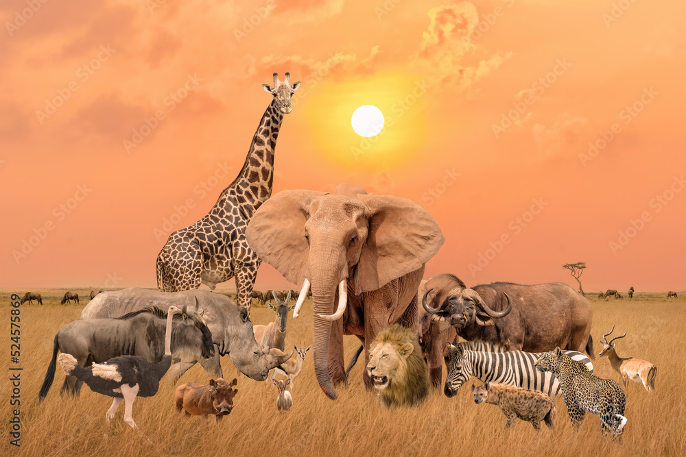 Group of safari African wild animals stand together in savanna ...