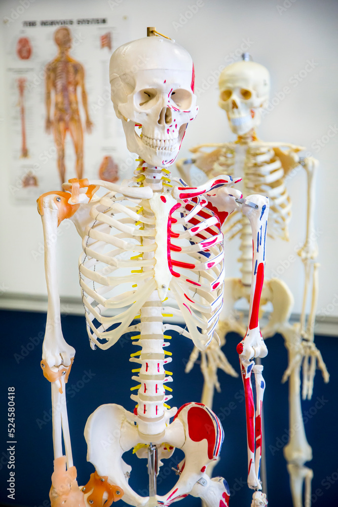 Human skeletons in a classroom with medical diagramsin the background ...