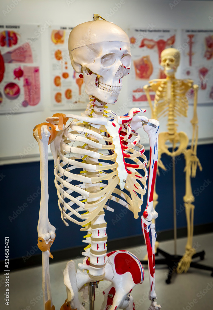Human skeletons in a classroom with medical diagramsin the background ...