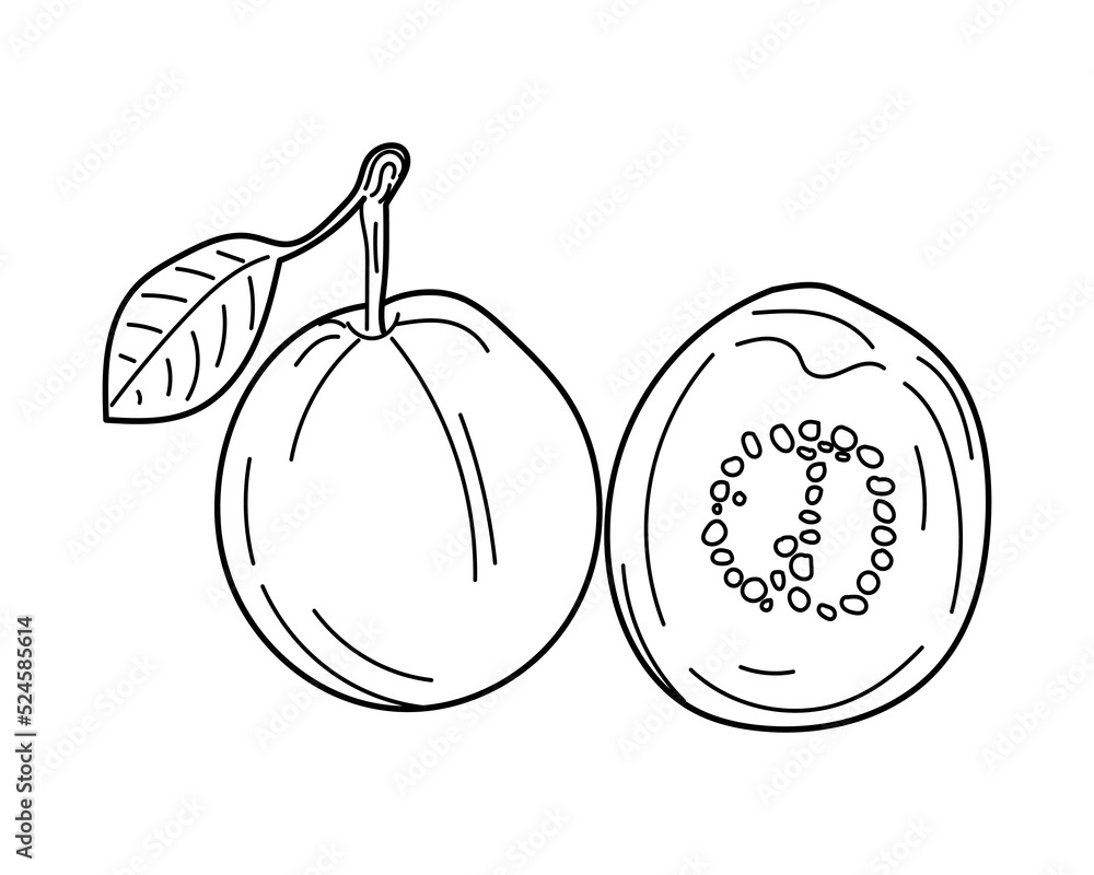 Hand drawn vector Guava. Linear Guava in vintage style. One and a half ...