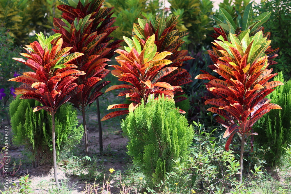 Cambodia. Codiaeum variegatum (fire croton, garden croton, or ...