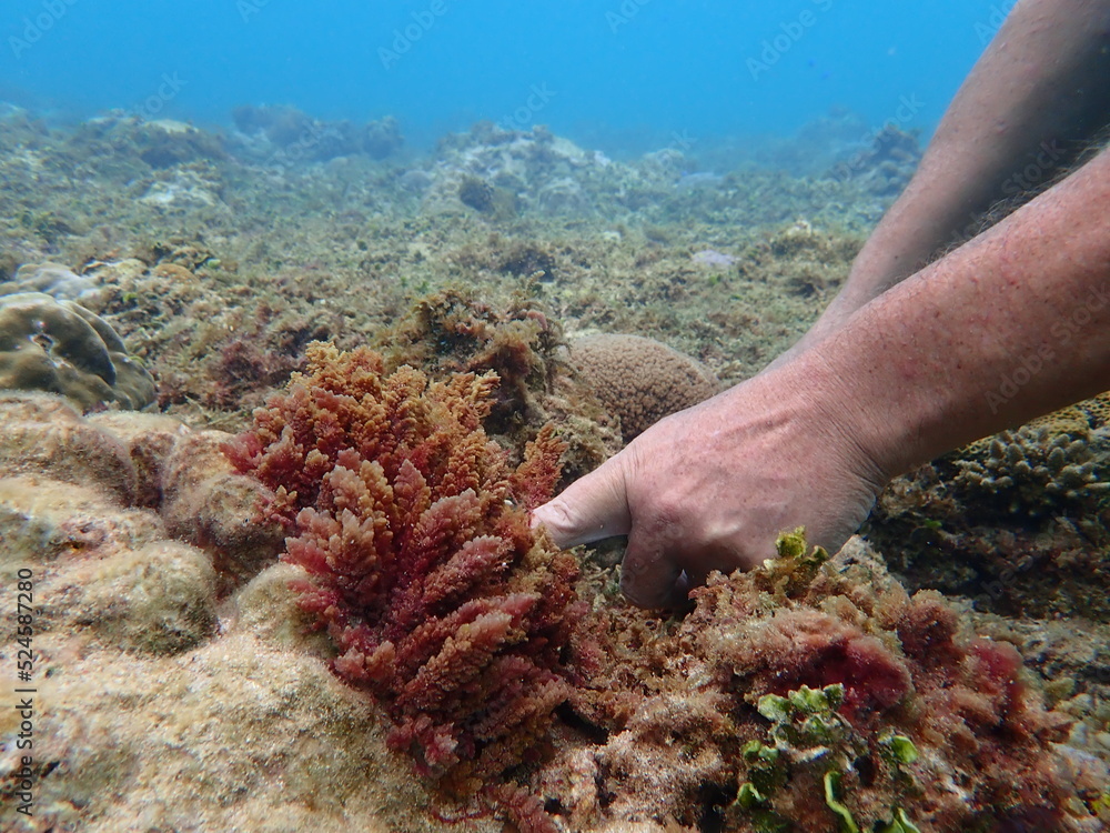 Closeup with Asparagopsis seaweed which is a genus of edible red ...