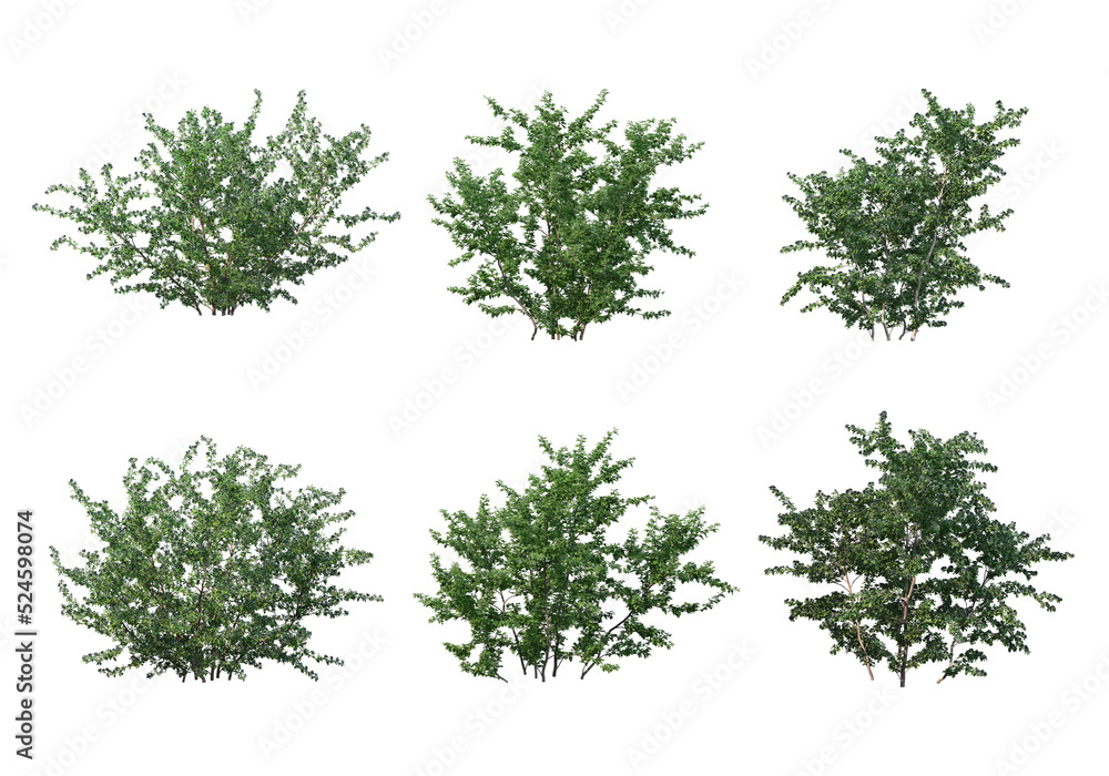 Shrubs and flower on a transparent background Stock Illustration ...