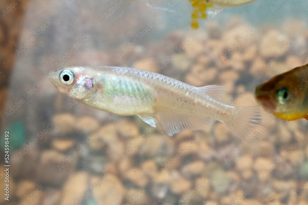 Glacier blue Japanese aquarium Rice fish "Miyuki Medaka", close up ...