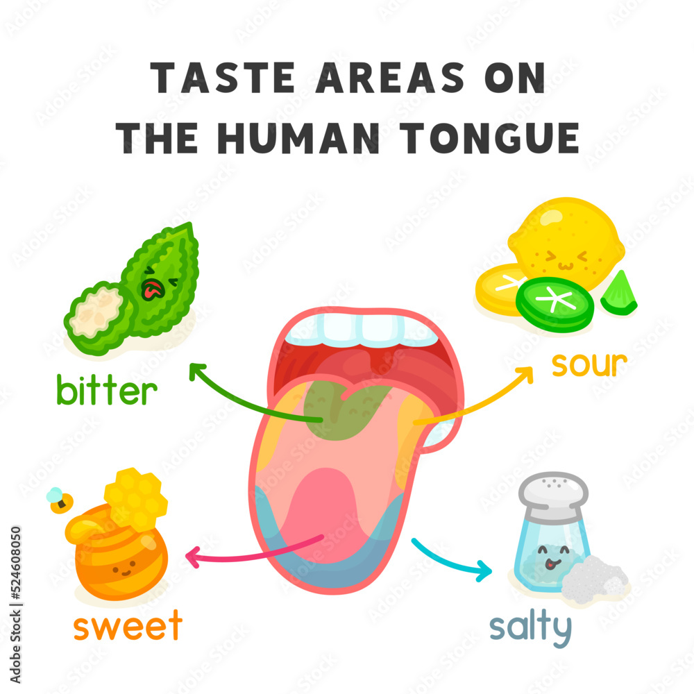 taste areas on the human tongue diagram chart in science subject kawaii ...