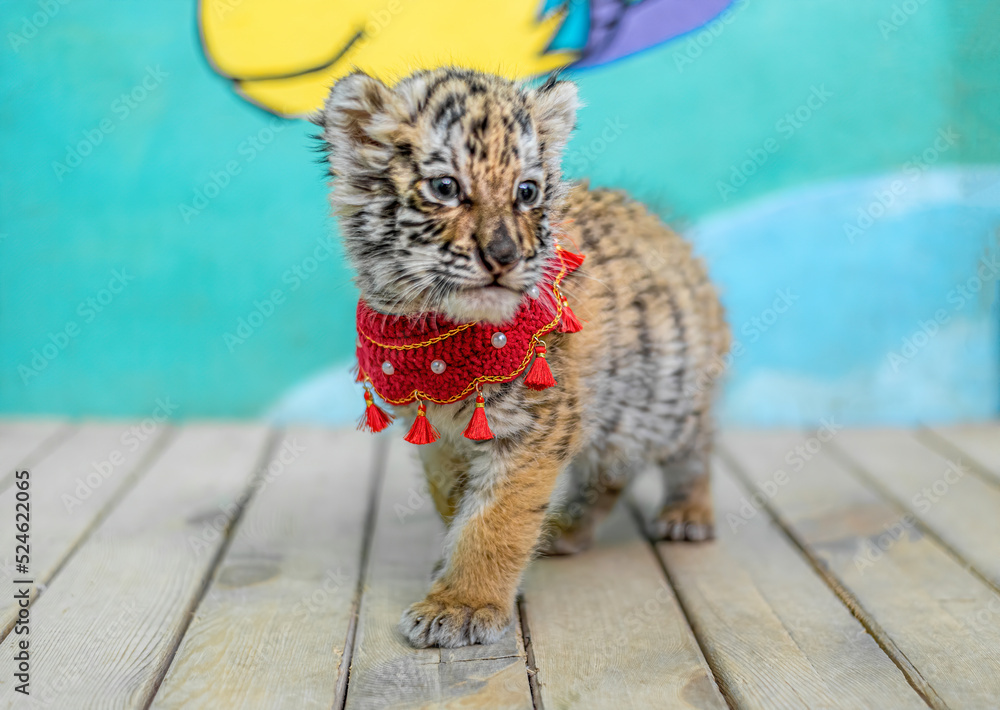 Baby Siberian tiger born in the year of the tiger 2022 Stock Photo ...