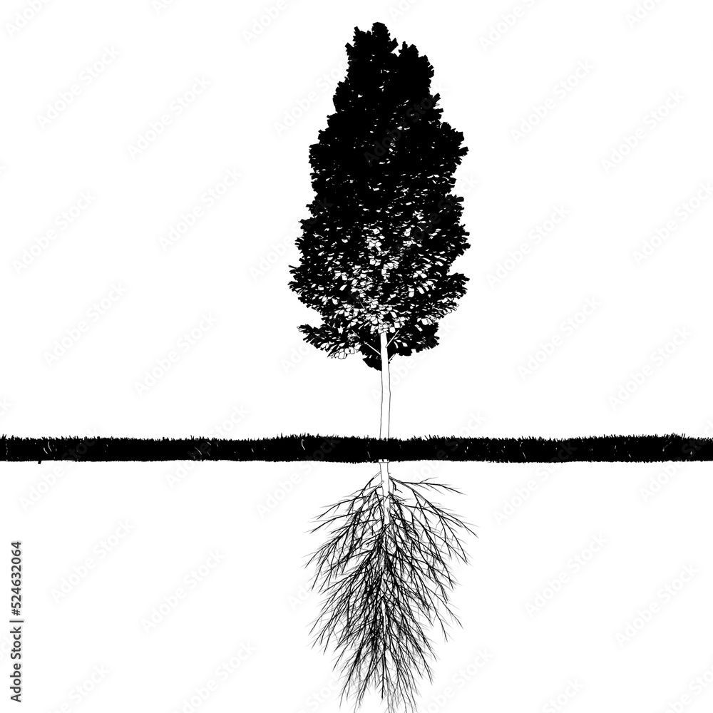 tree root system, cg illustration, sketch, outline Stock Illustration ...