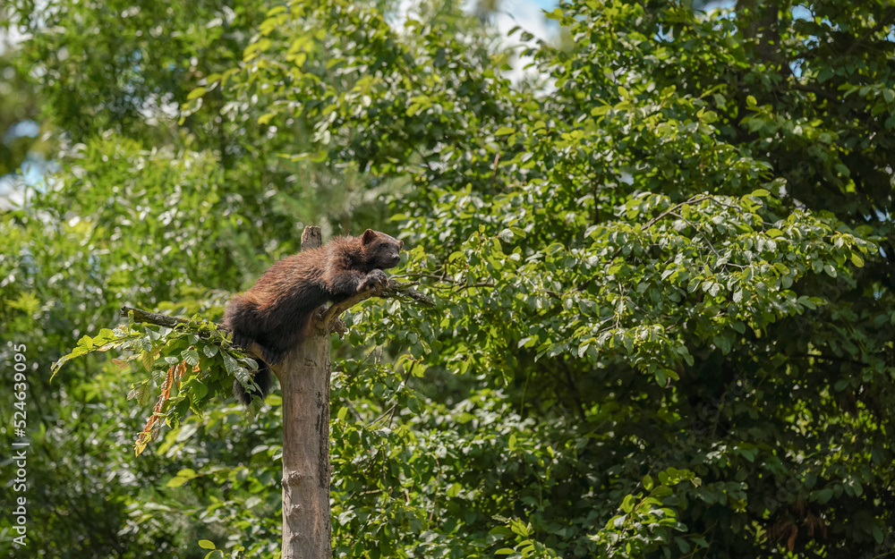Wolverine aka wolverene - Gulo gulo - resting on top of dry tree ...