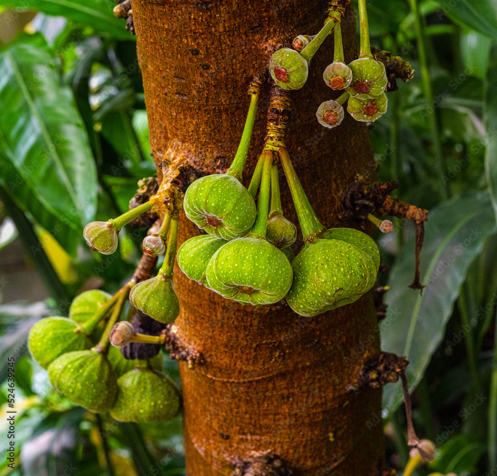 Ficus auriculata, Roxburgh Fig close_up of fruits on a tree. Stock ...