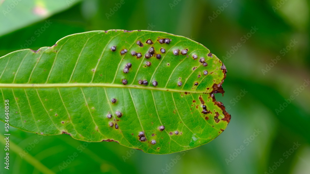 Póster Blurred plant disease on mango leaf, Leaf spot disease black spot, caused by fungal ...