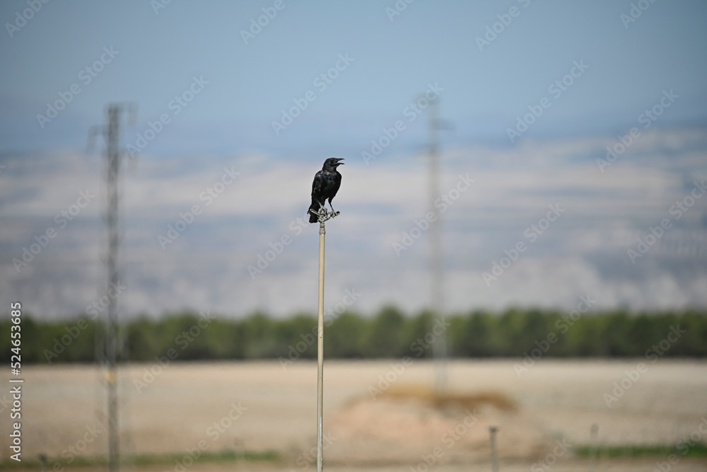 Corvus frugilegus, graja o grajo es una especie de ave paseriforme de ...