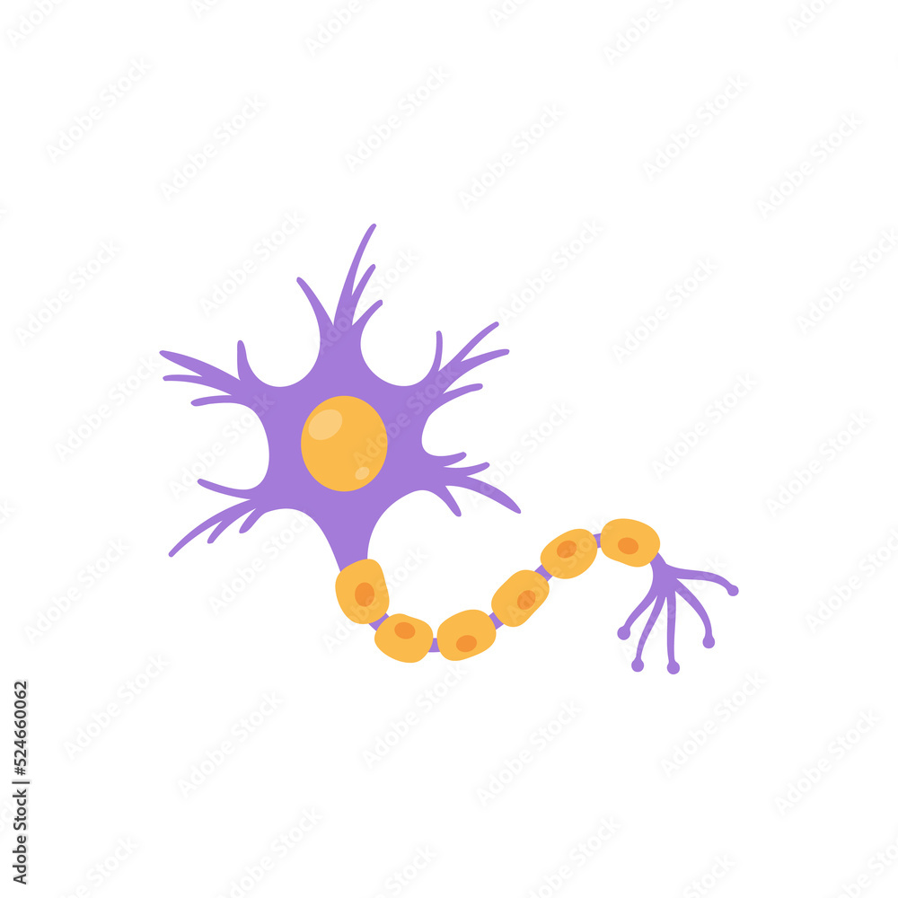 human sensory neuron model for biology studies Stock Illustration ...