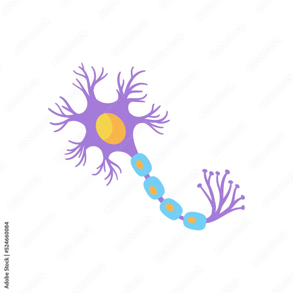 human sensory neuron model for biology studies Stock Illustration ...