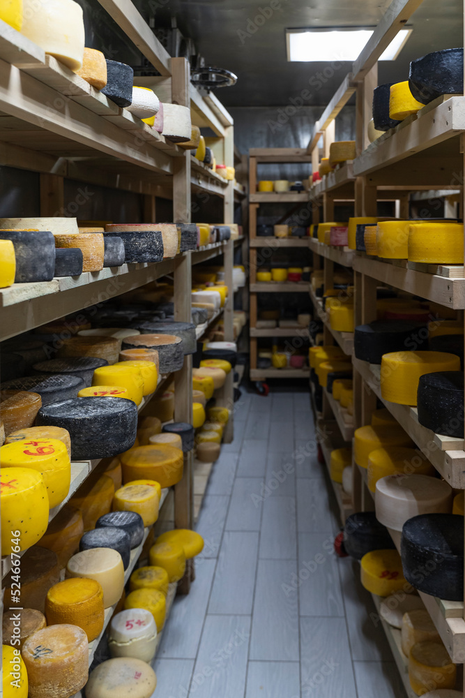 Farm cheese production. Cheese of different varieties on the shelves in ...