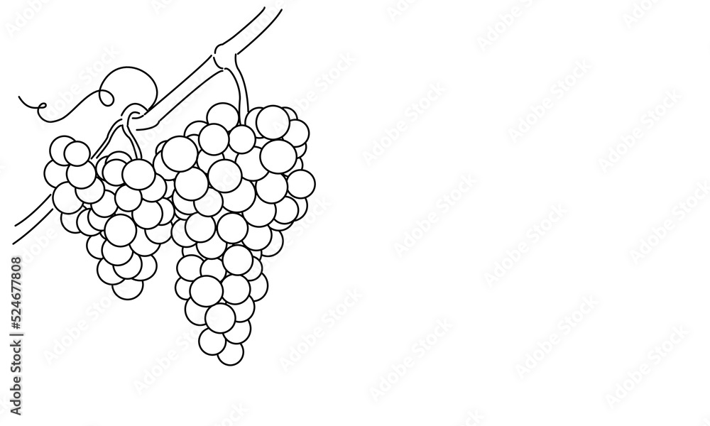 Bunches of grapes. Vine. Vector line drawing on white or transparent ...
