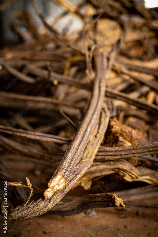 Jagube, Medicina da Floresta, Santo Daime, Ayahuasca Stock Photo ...