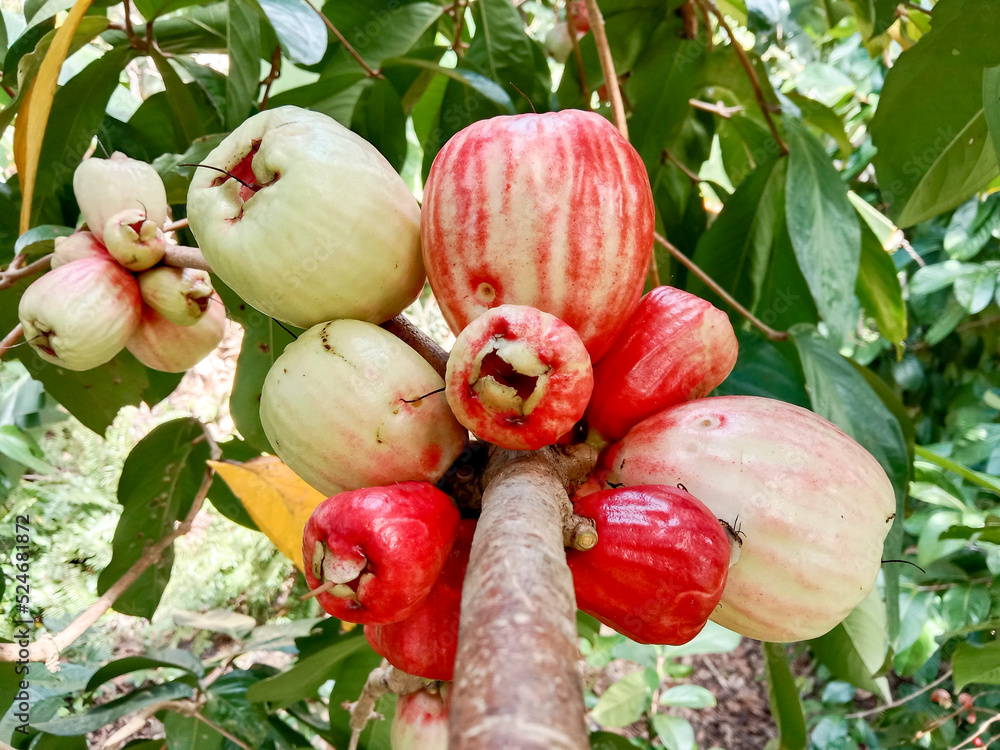 Malay apple on the tree. Syzygium malaccense or jambu bol. It is known ...