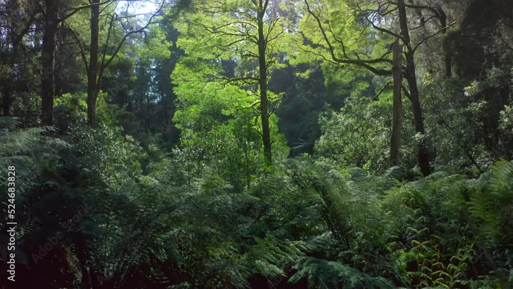 Vidéo Stock Explore exotic ecosystem of subtropical forest in Australia ...