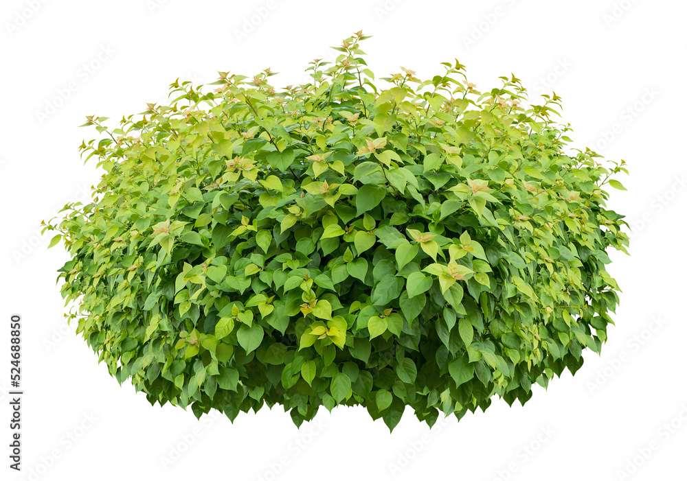 bush isolated transparency background. Stock Photo | Adobe Stock