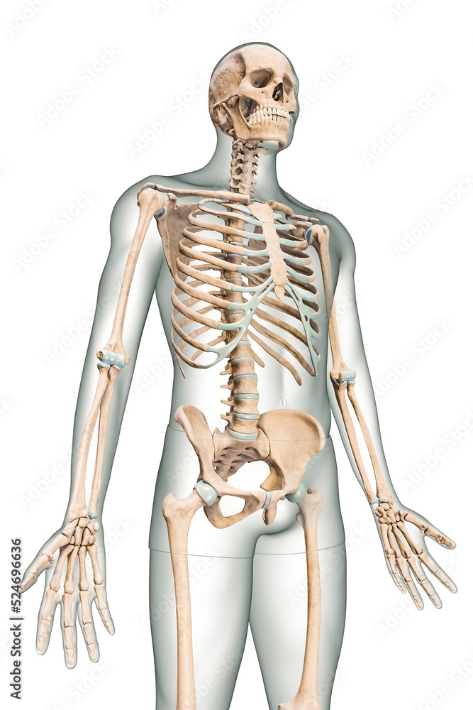 Accurate low angle anterior or front view of human bones of skeletal system or skeleton with ...