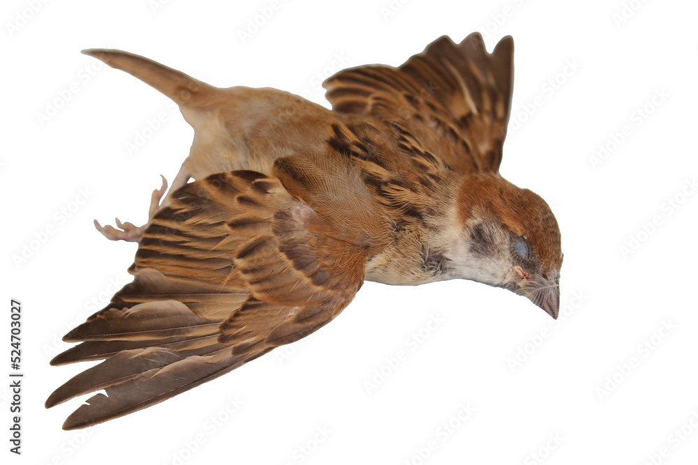 Dead bird corpse lying outdoors isolated on white background. (World ...