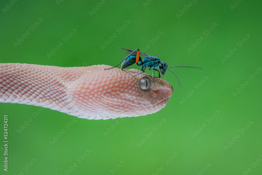 Foto de Emerald cockroach wasp Ampulex compressa on mangrove pit viper ...
