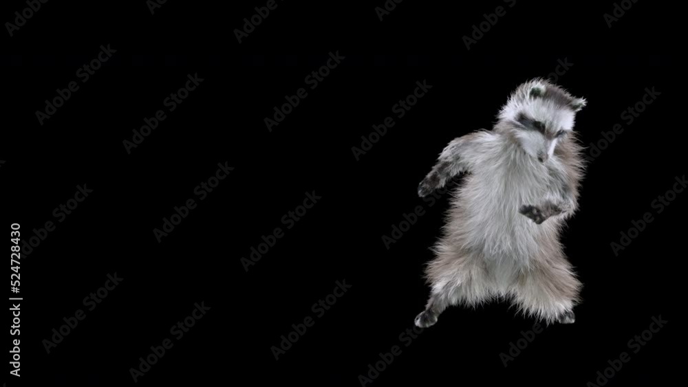 raccoon Dance CG fur 3d rendering animal realistic CGI VFX Animation ...