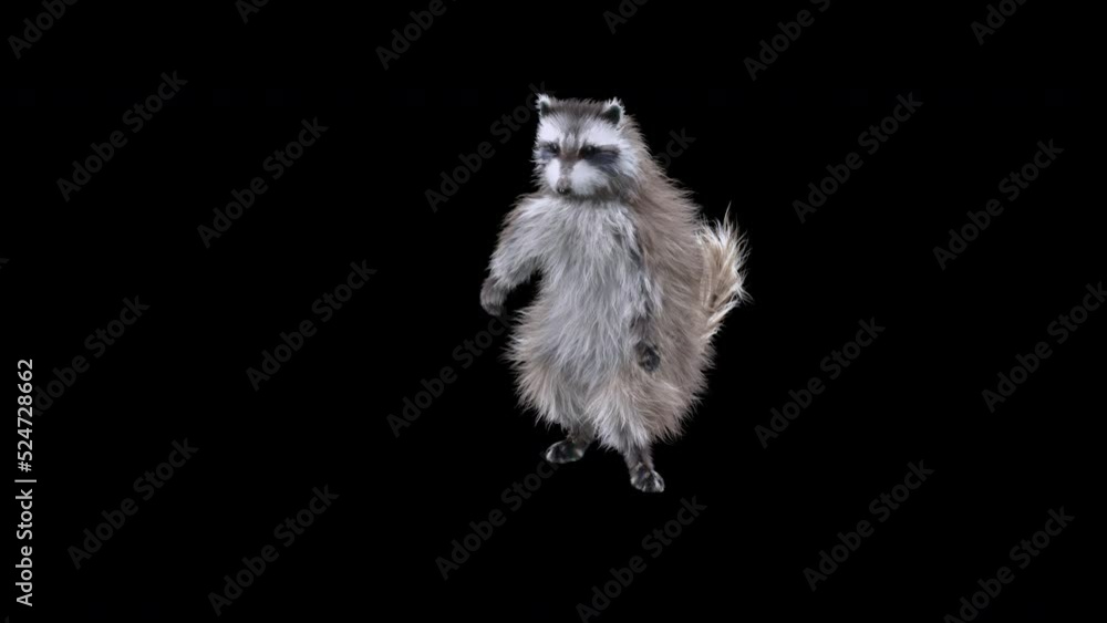raccoon Dance CG fur 3d rendering animal realistic CGI VFX Animation ...