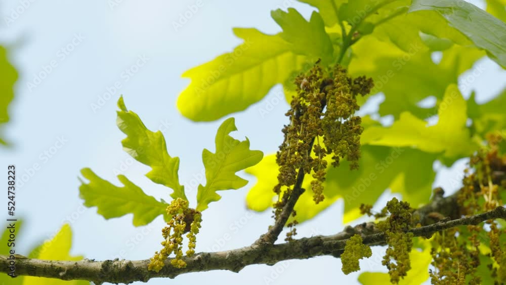 Green flowers of the oak tree in the forest as seen on a closer look in ...