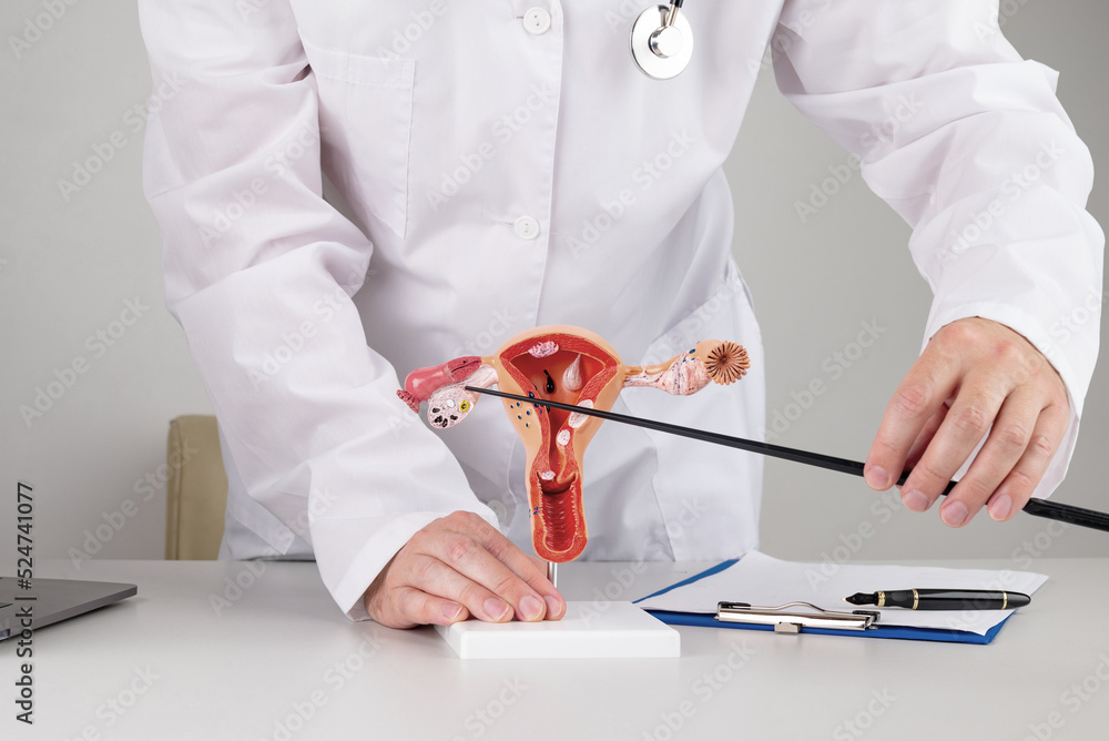 doctor gynecologist pointing model of female reproductive system on his ...