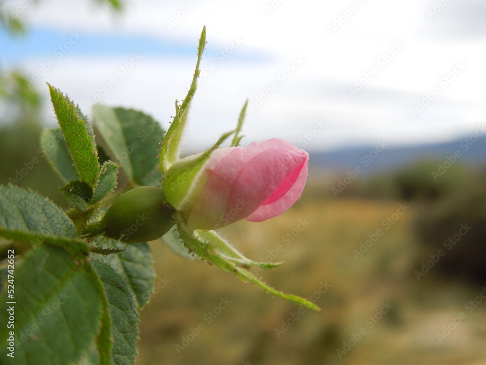 Pimpollo de rosa mosqueta. Paisaje de montañas de fondo. Rosa ...