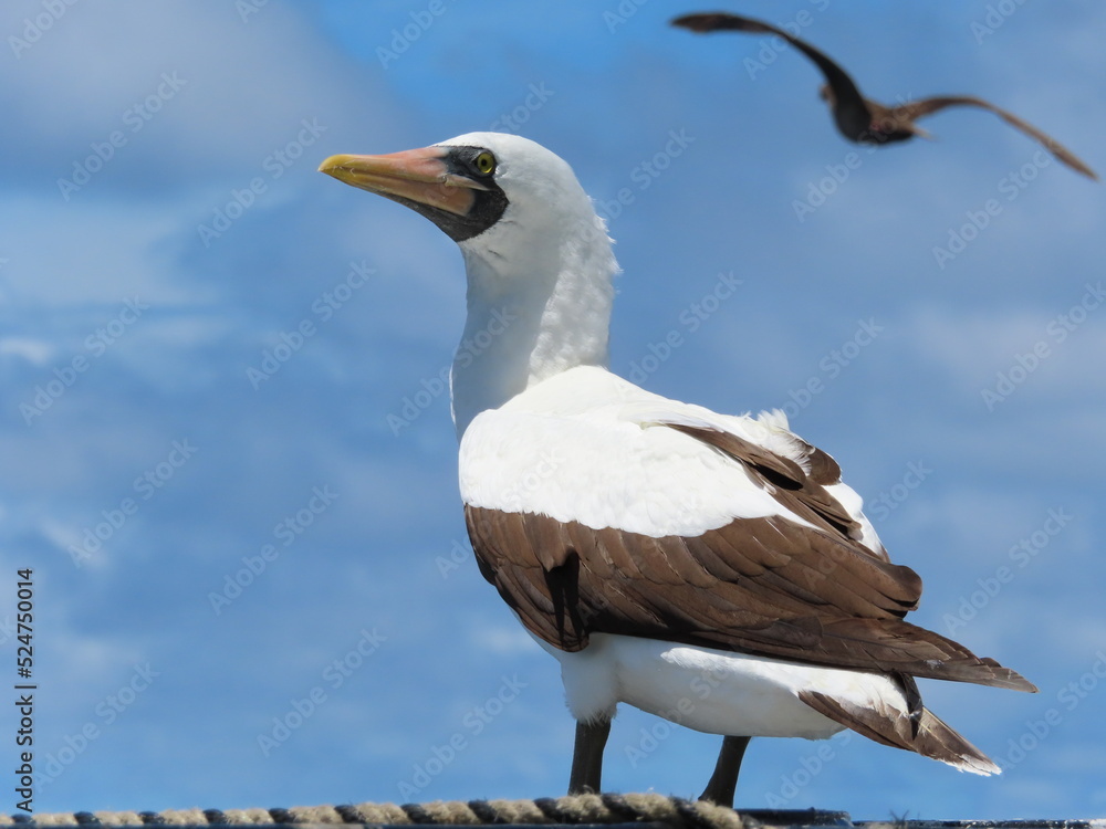 Big seabird, wildlife, nazca booby Stock Photo | Adobe Stock