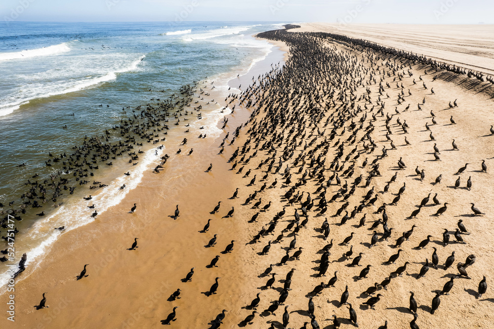 massive flock of birds along the beach in walvis bay namibia Stock ...