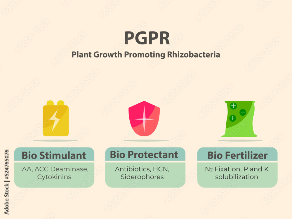 PGPR function for soil, the role and working principle of PGPR Plant ...